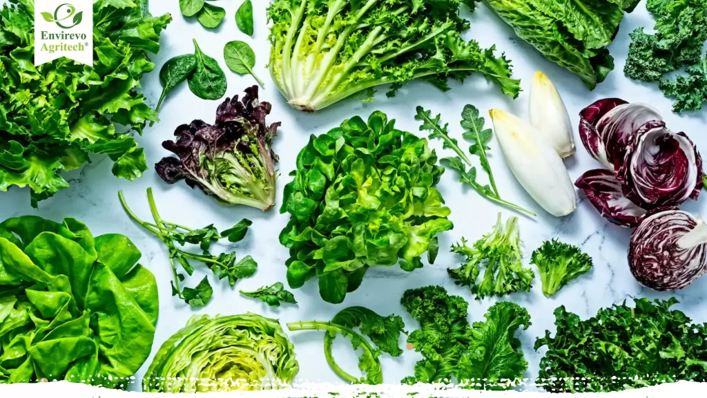 15 Best Types of Salad Greens and How to Use Them Best