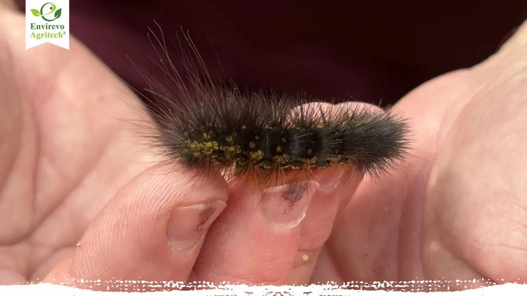 What is The Black Fuzzy Caterpillar? - Envirevo Agritech