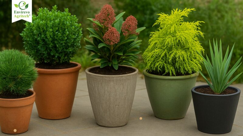 15 Best Evergreen Plants for Pots That Stay Green All Year Round