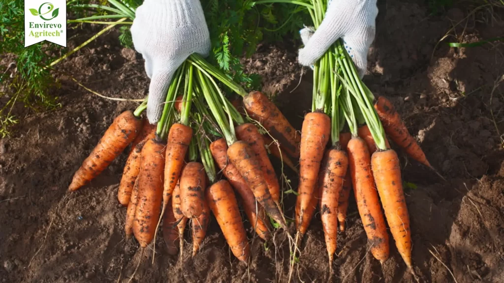 How to Plant Carrots: A Complete, Easy to Follow Guide